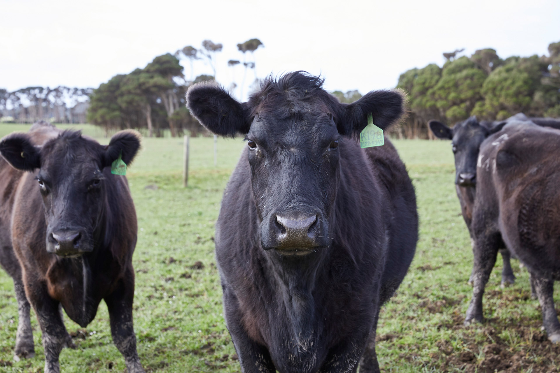 Raff Angus genetics prove their true carcase worth & profitability ...